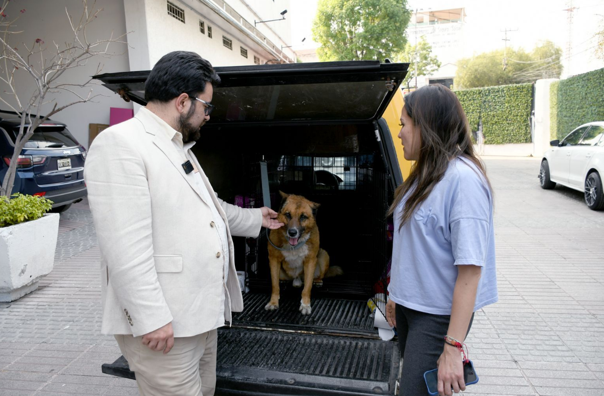 Rescata Gobierno de Naucalpan a “Lobito”, lomito víctima de maltrato ...